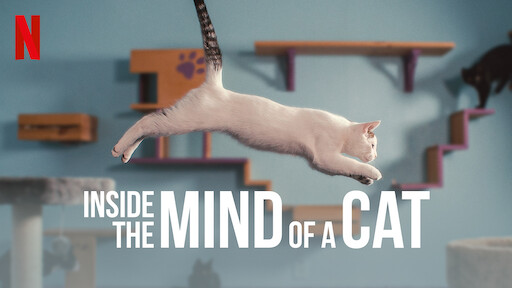 Film Inside the Mind of a Cat (2022), Pecinta Kucing Wajib Nonton - Semilir