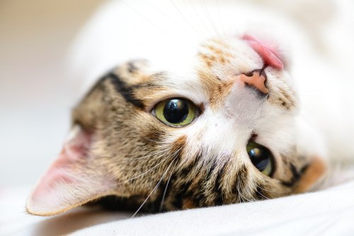 Yuk, Kenali Bahasa Tubuh Kucing agar Memahami Anabul Kesayanganmu ...